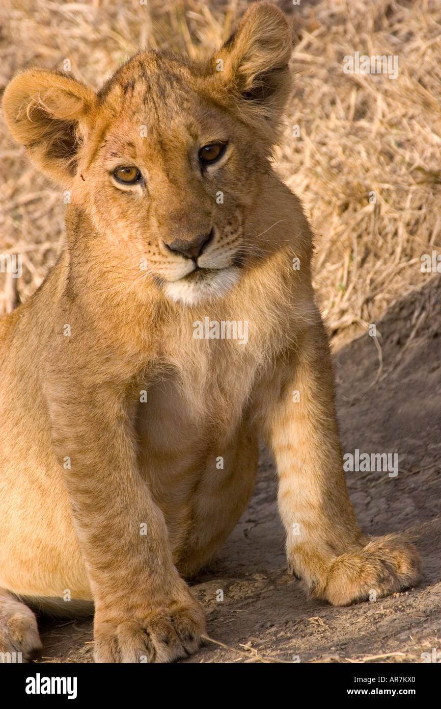 Portrait of a lion cub resting Stock Photo - Alamy