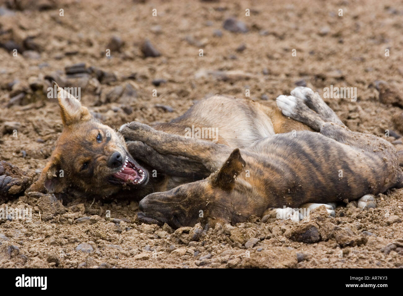 Domestic dogs playing in Maasai village in Kenya, East Africa Stock ...