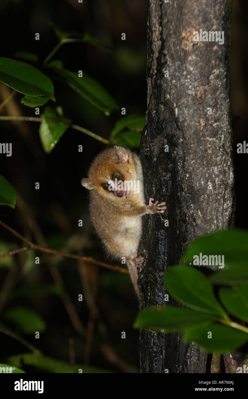 Mouse lemur hi-res stock photography and images - Alamy