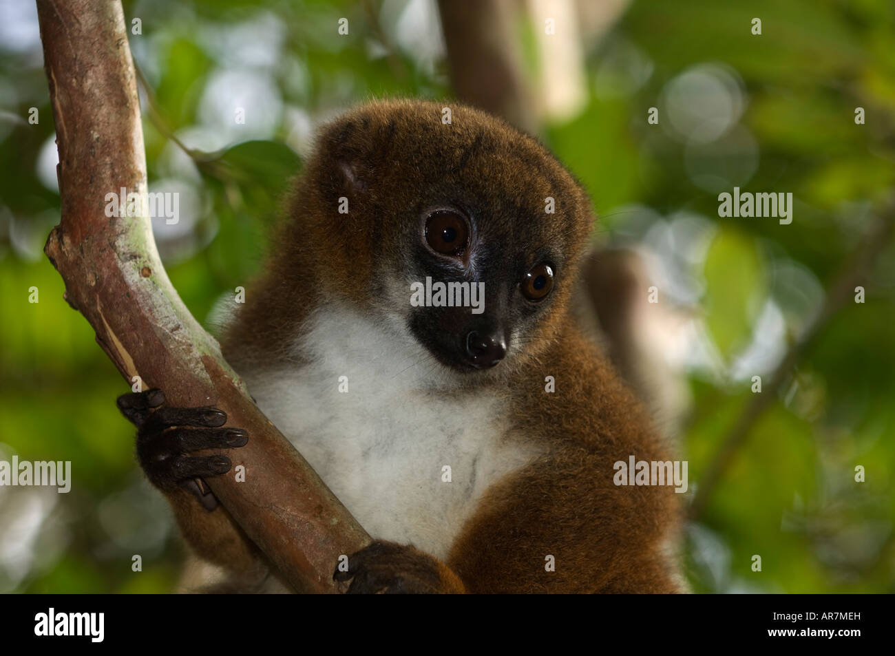 female red-bellied lemur, Eulemur rubriventer, Ranomafana National Park ...