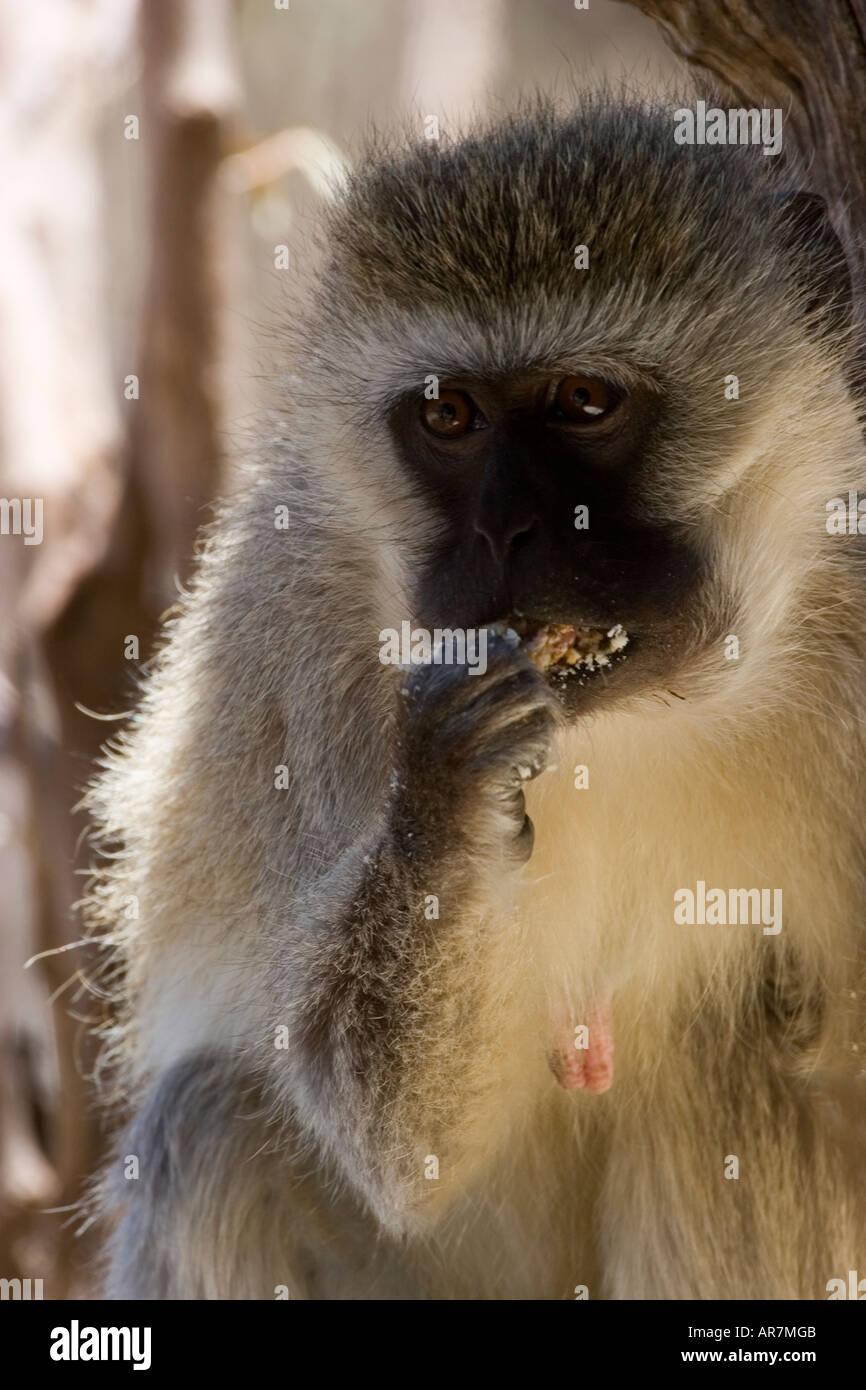 Monkey eating table hi-res stock photography and images - Alamy