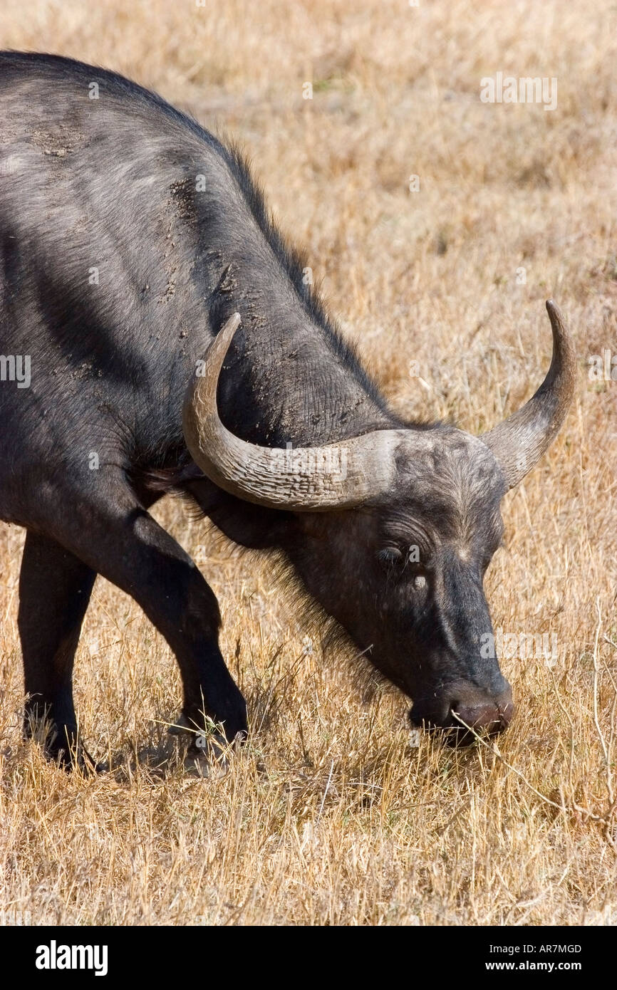 Curved buffalo horns hi-res stock photography and images - Alamy