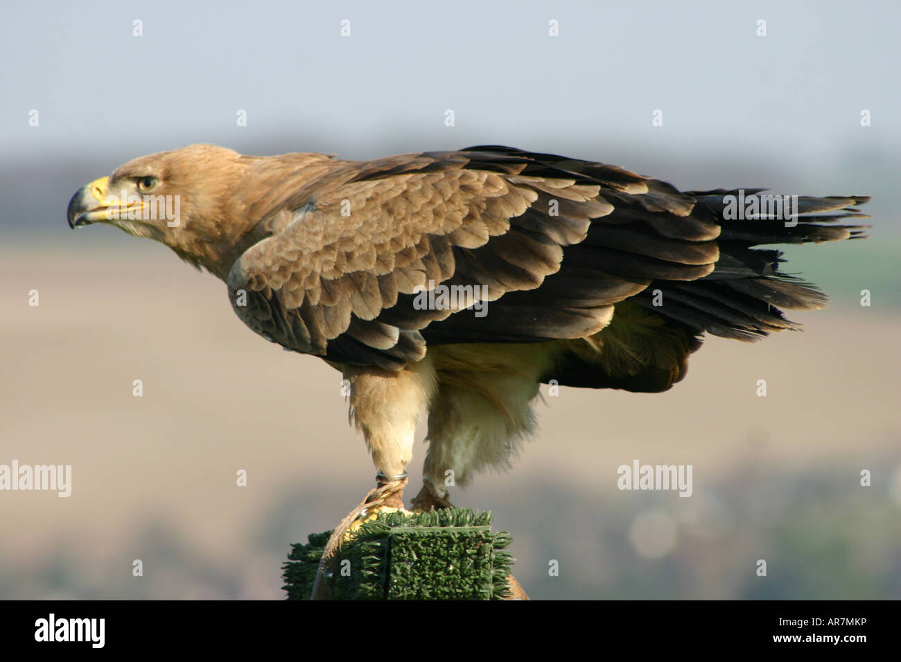 tawny eagle perch perched watching brown feathers Stock Photo - Alamy