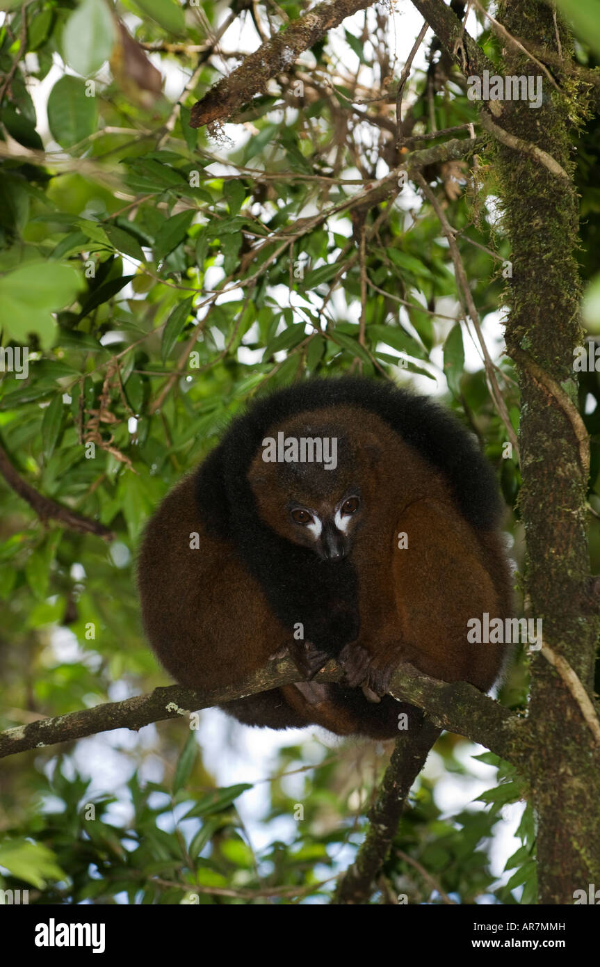 male Red-bellied lemur, Eulemur rubriventer, Ranomafana National Park ...