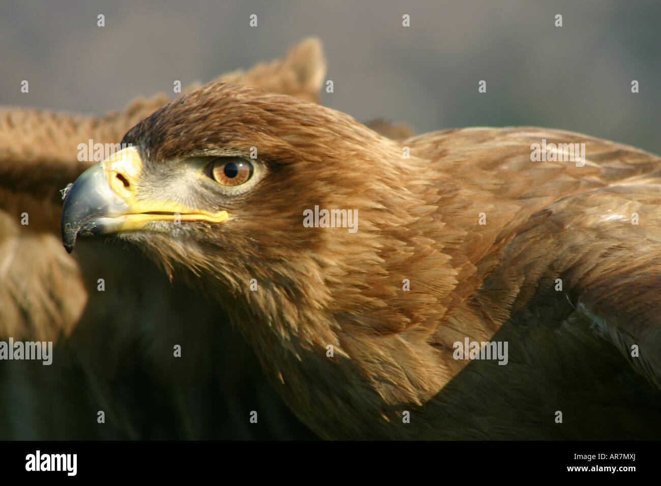 tawny eagle looking face watching brown feathers Stock Photo - Alamy