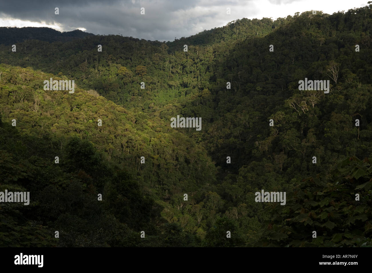 Rainforest, Ranomafana National Park, Madagascar Stock Photo - Alamy