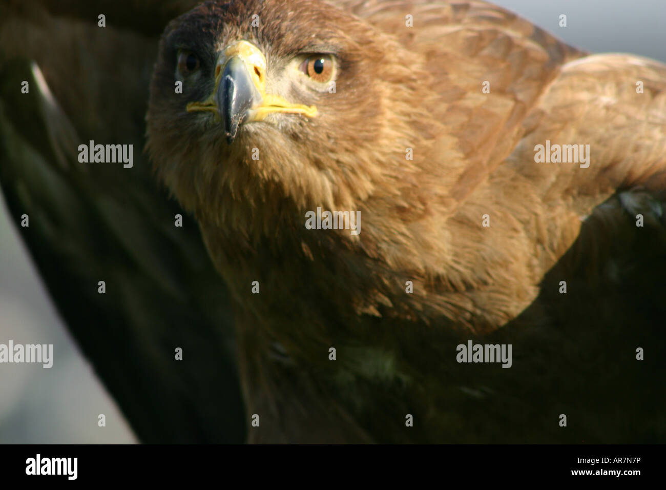tawny eagle looking face watching brown feathers Stock Photo - Alamy
