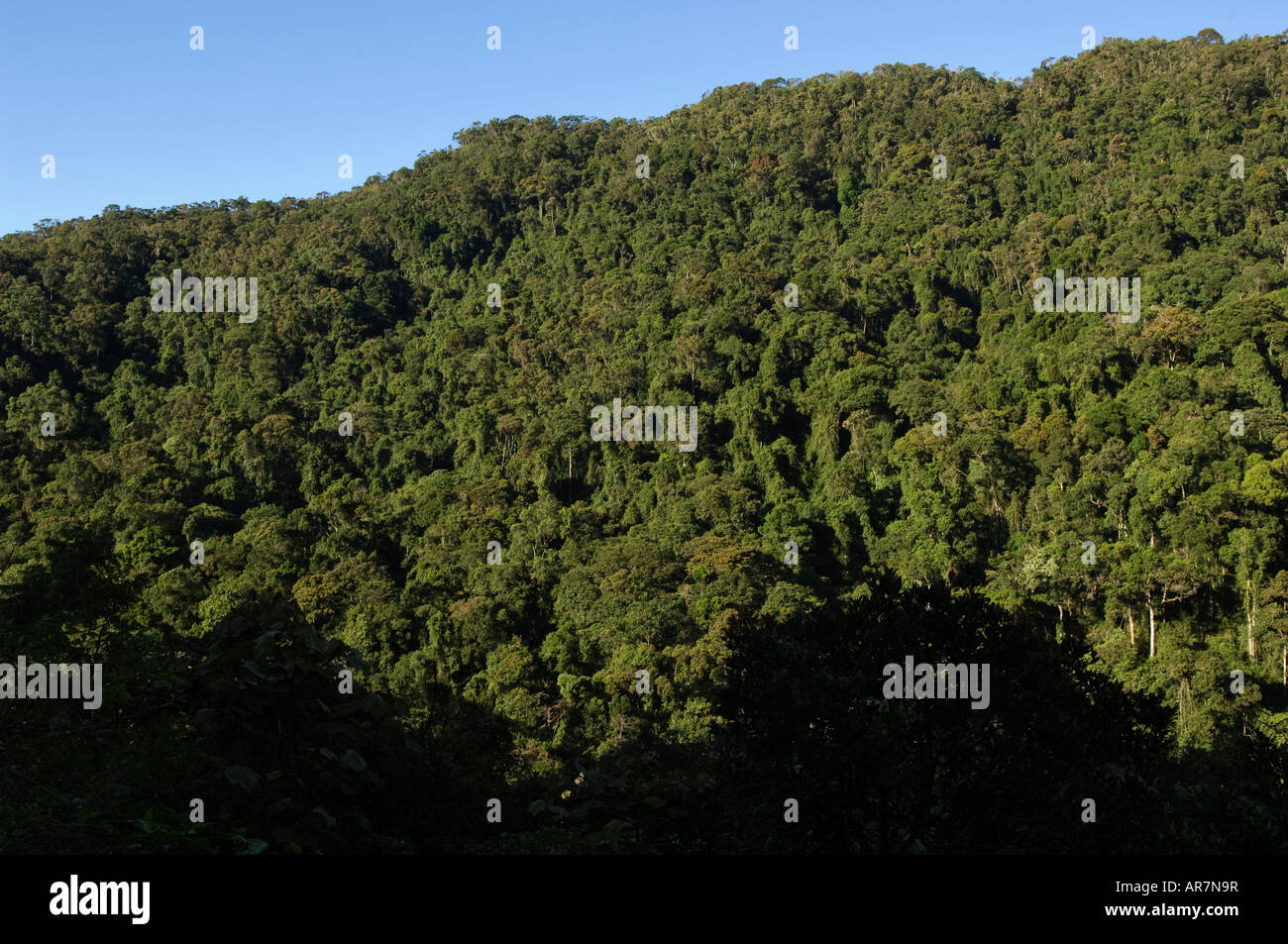 Rainforest, Ranomafana National Park, Madagascar Stock Photo - Alamy