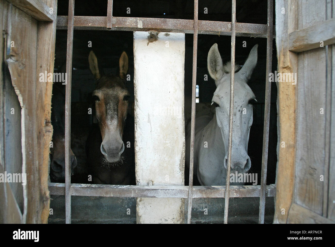 Two donkey stands inside a stable in at a farm in Spain Stock Photo - Alamy