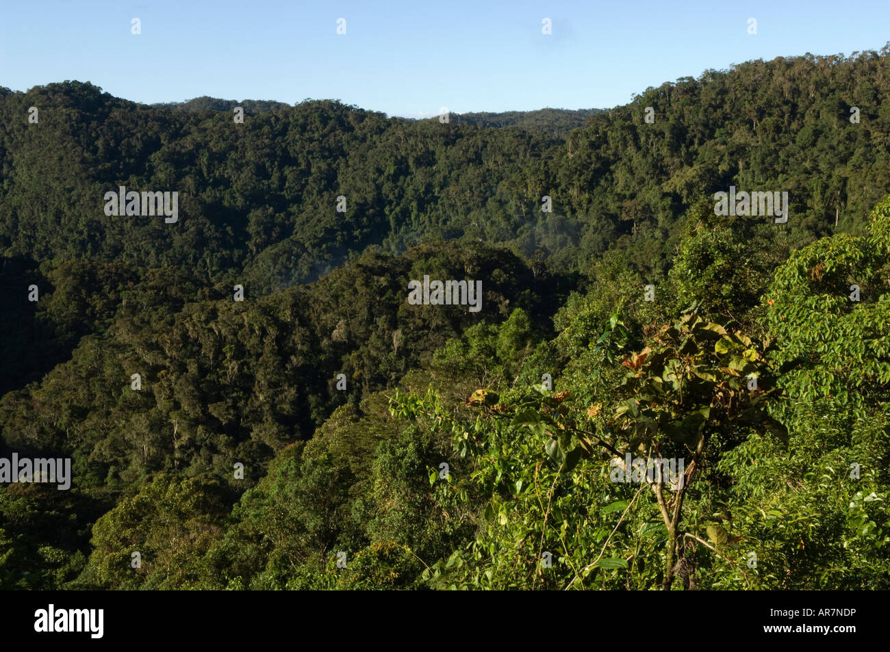 Rainforest, Ranomafana National Park, Madagascar Stock Photo - Alamy