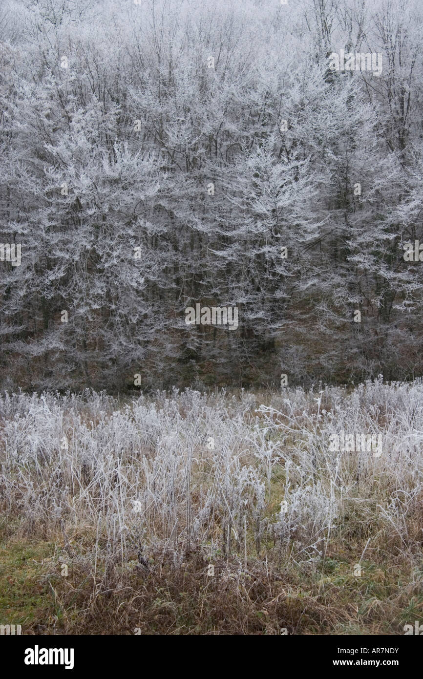 Trees and vegetation covered in spectacular white fronds of hoar frost ...