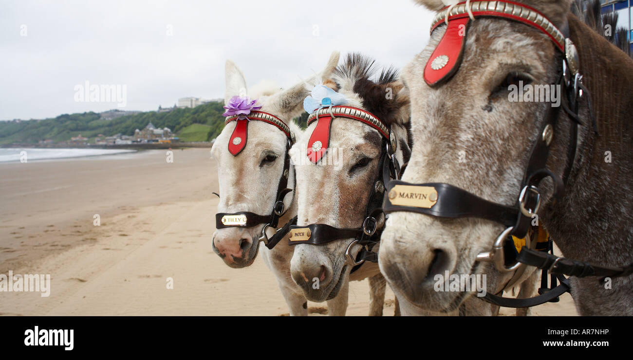 Three donkies at the seaside Stock Photo - Alamy