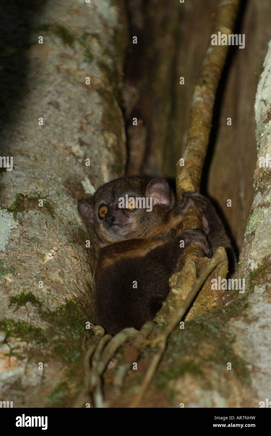 Small-toothed sportive lemur, Lepilemur microdon, in a tree hole ...