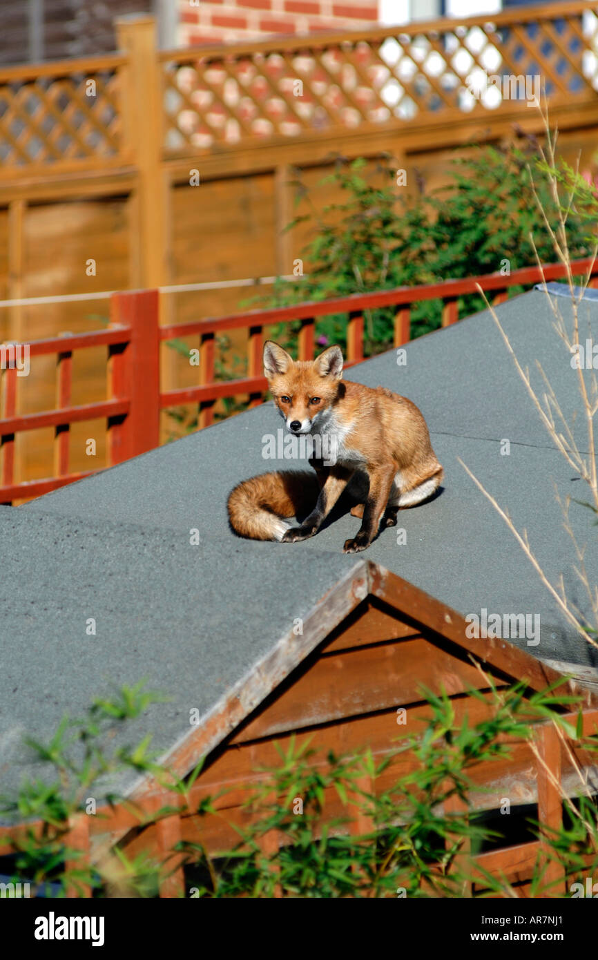 A red fox (Latin name: Vulpes vulpes) on the roof of a shed in a ...