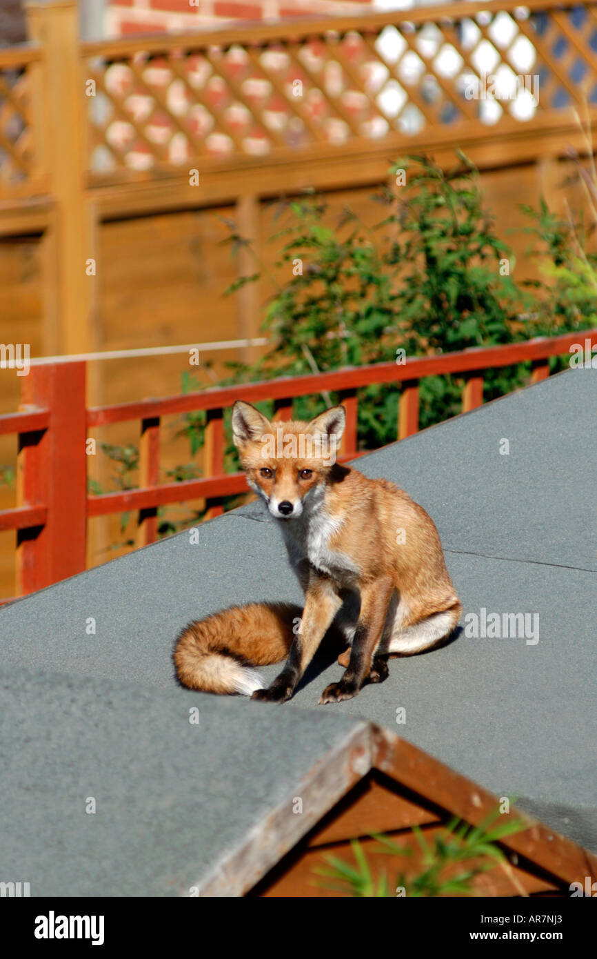 A red fox (Latin name: Vulpes vulpes) on the roof of a shed in a ...