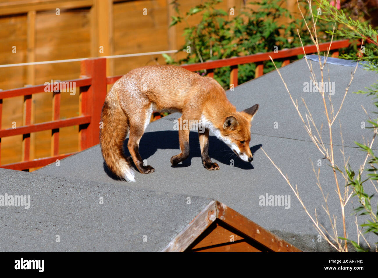 A red fox (Latin name: Vulpes vulpes) on the roof of a shed in a ...