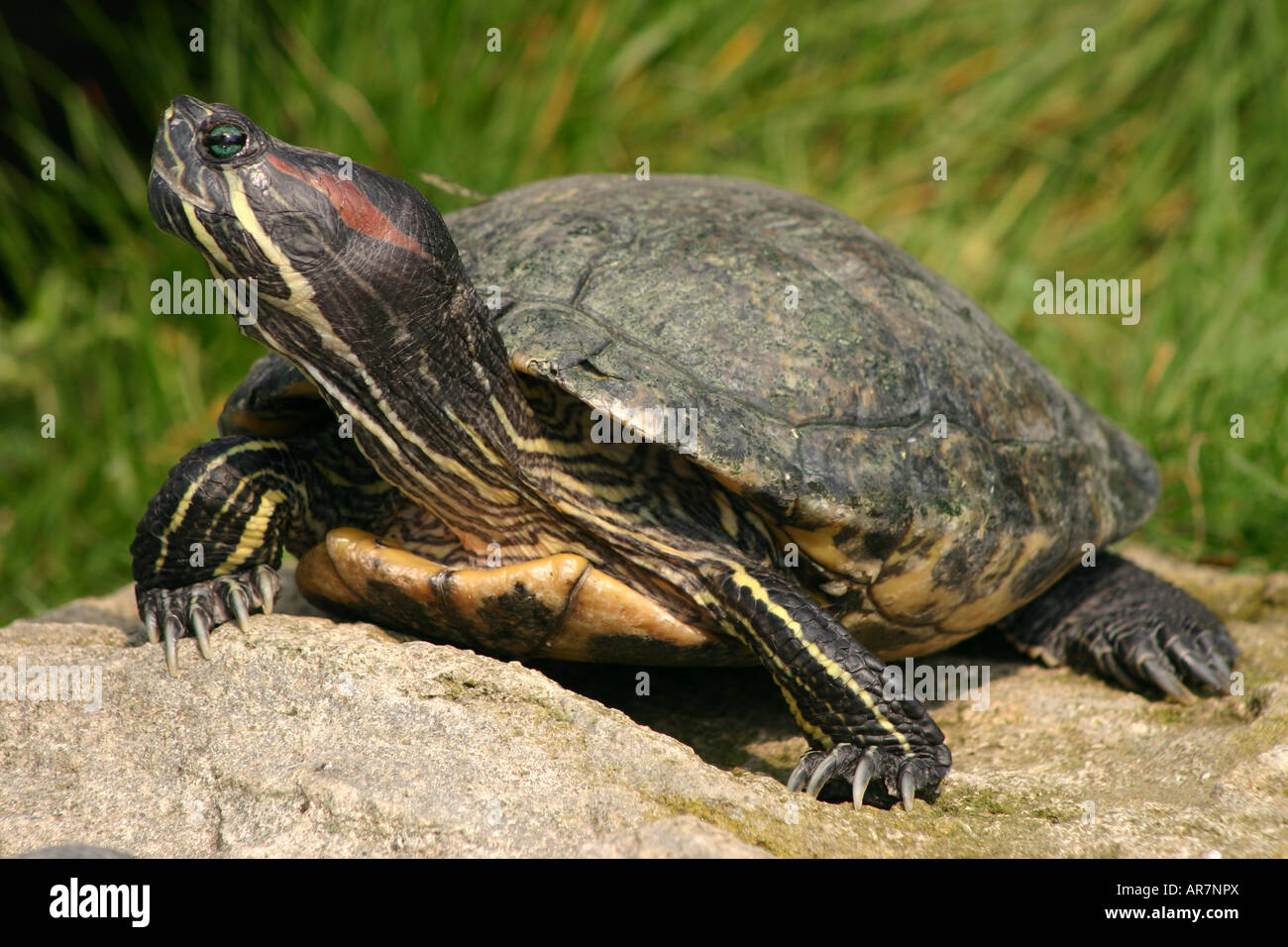 terrapin turtle on rock looking up back shell Stock Photo - Alamy