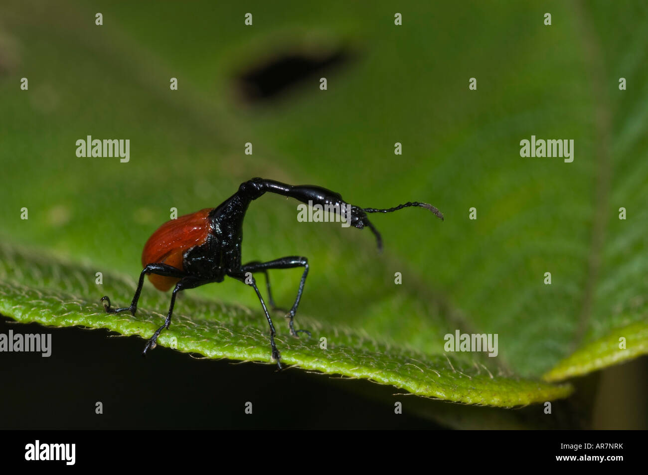 Giraffe-necked weevil, Trachelophorus giraffa, Ranomafana National Park ...