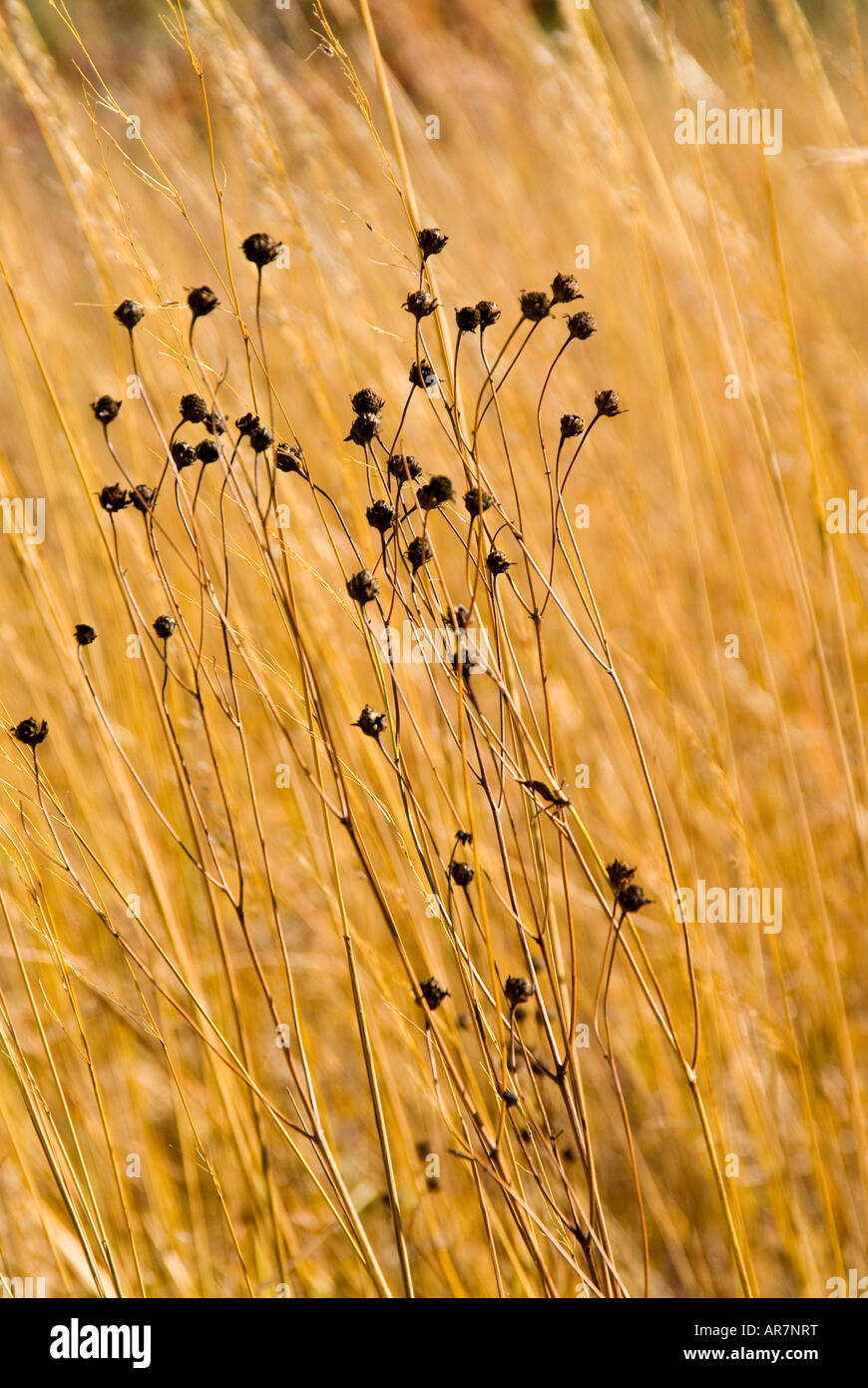 Yellow stargrass hi-res stock photography and images - Alamy