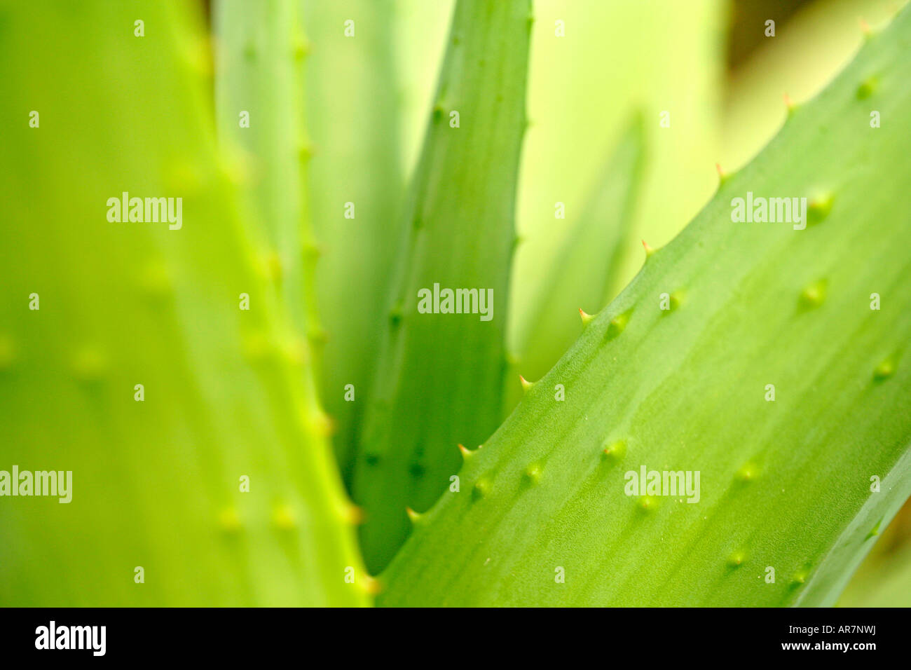 Burnplant Aloe vera Stock Photo - Alamy