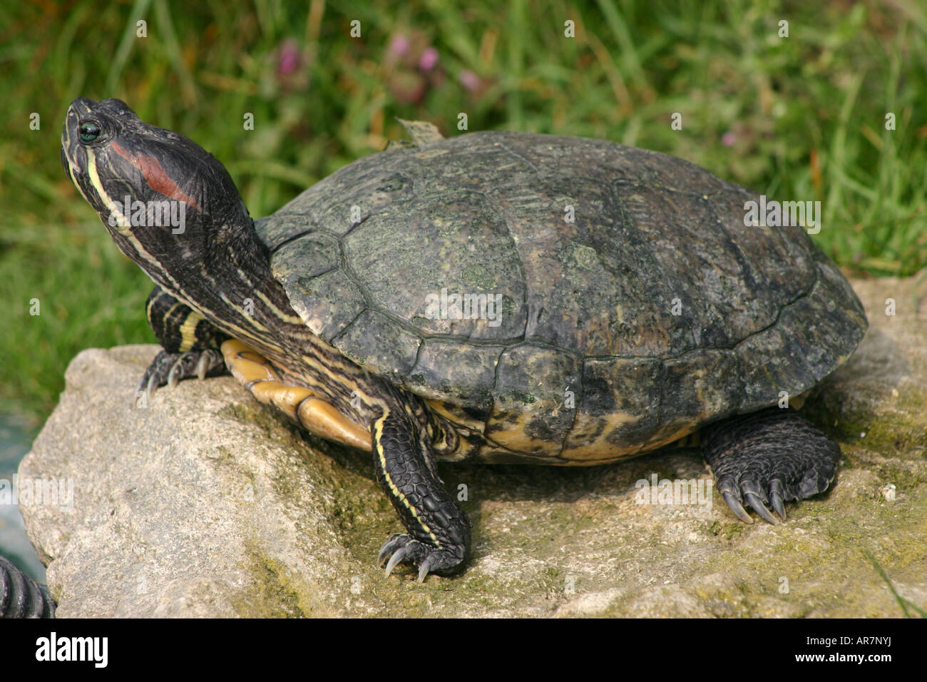 terrapin turtle on rock looking up back shell Stock Photo - Alamy