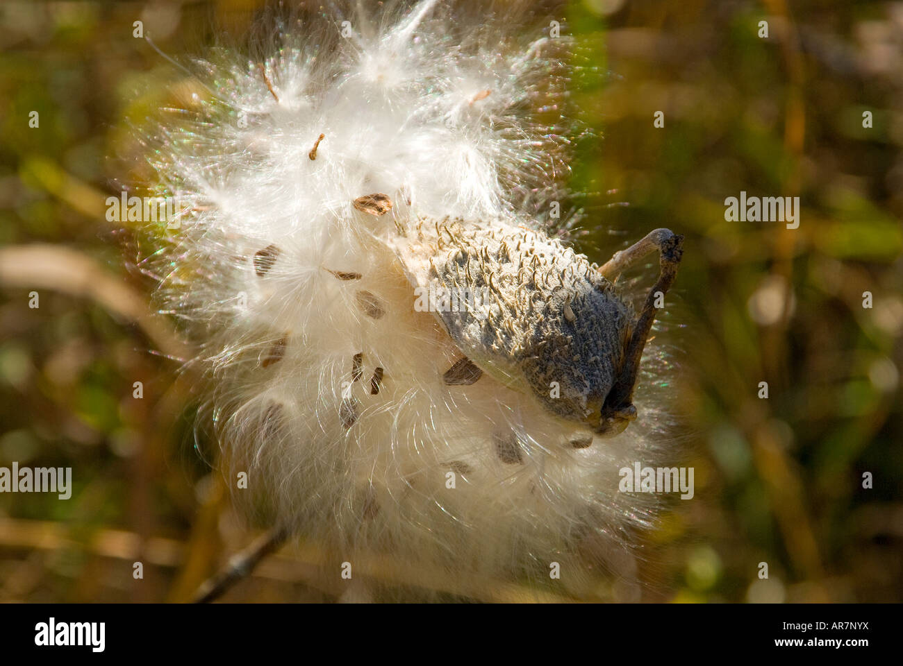 Milkweed seeds common asclepias hi-res stock photography and images - Alamy