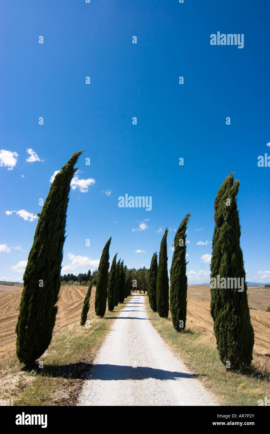 A row of cypress trees along a winding road through the golden fields ...