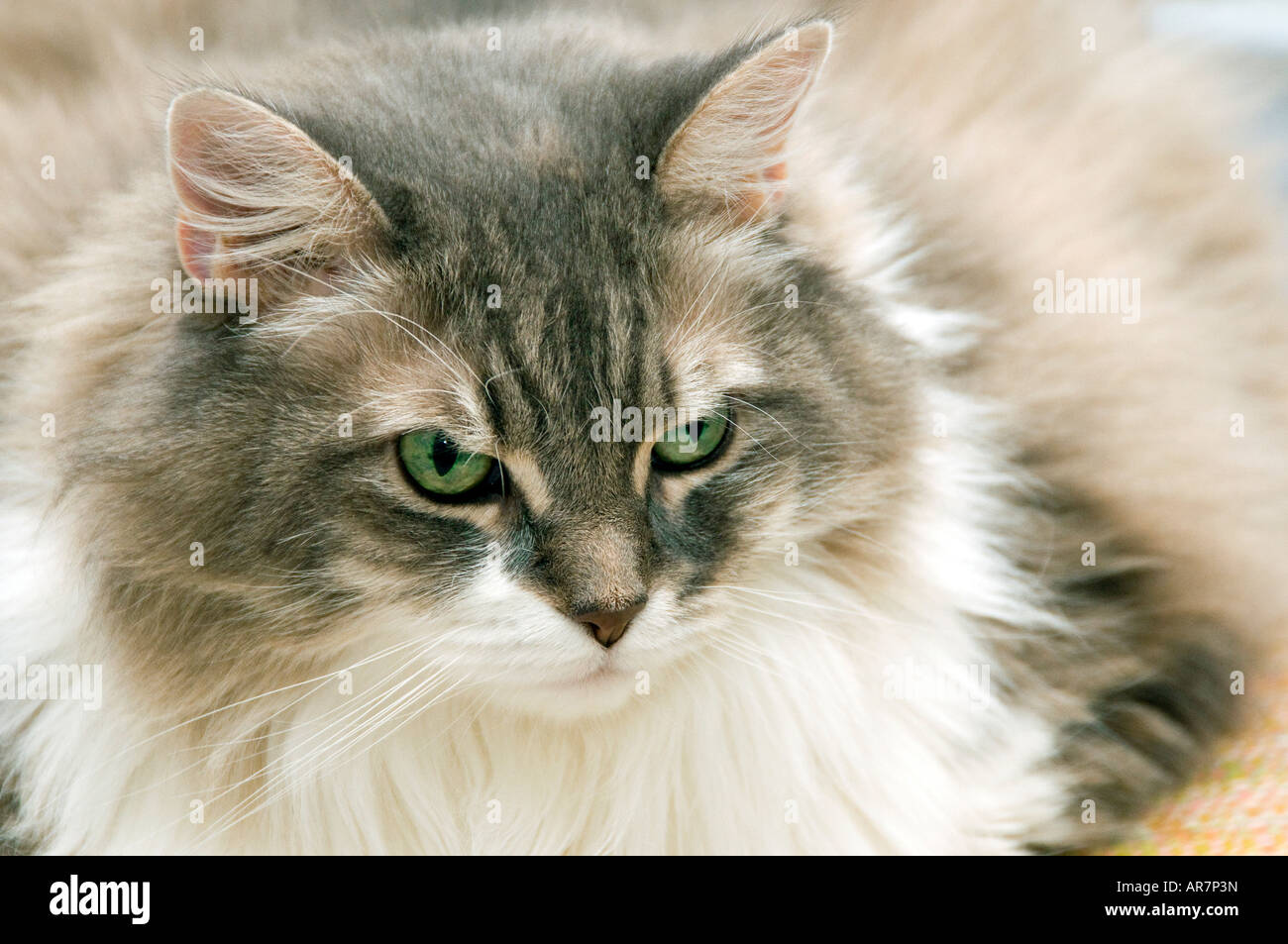 Stern cat hi-res stock photography and images - Alamy