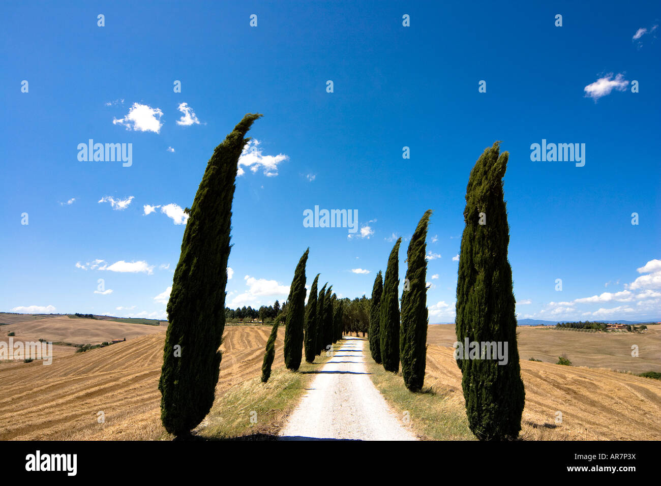 A cypress lined white road strada bianchi winds across the Sienese ...