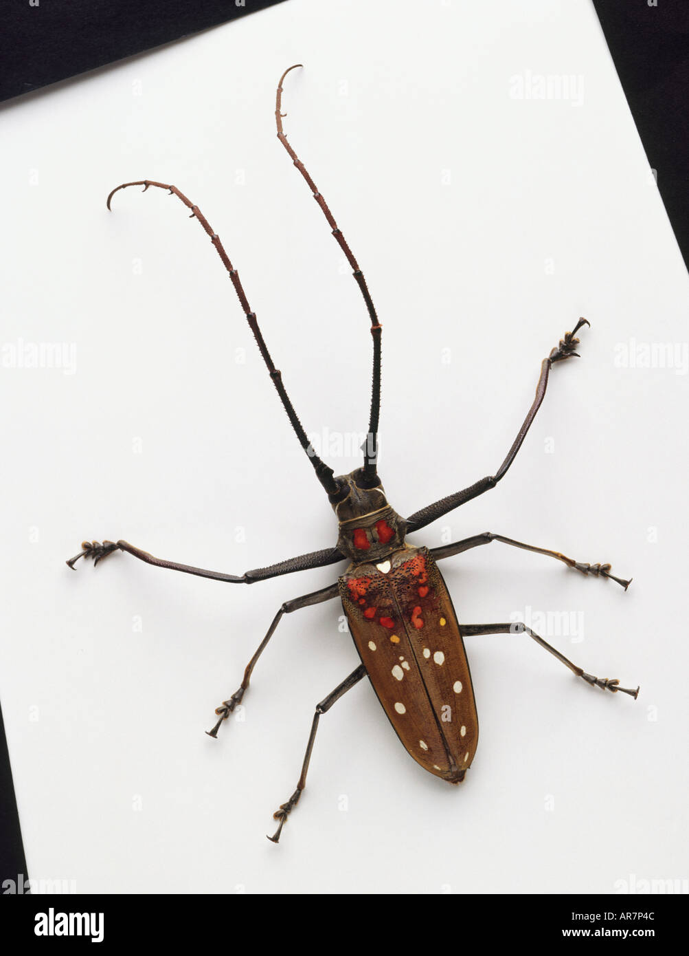 Segmented Antennae High Resolution Stock Photography and Images - Alamy