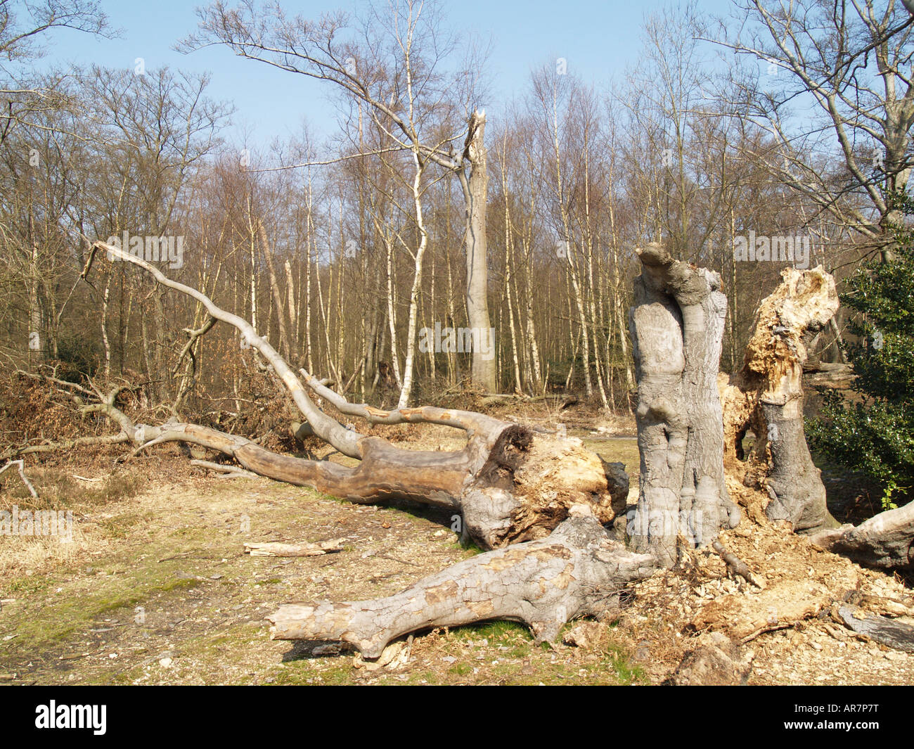 old ancient trees winter lake epping forest wood Stock Photo - Alamy