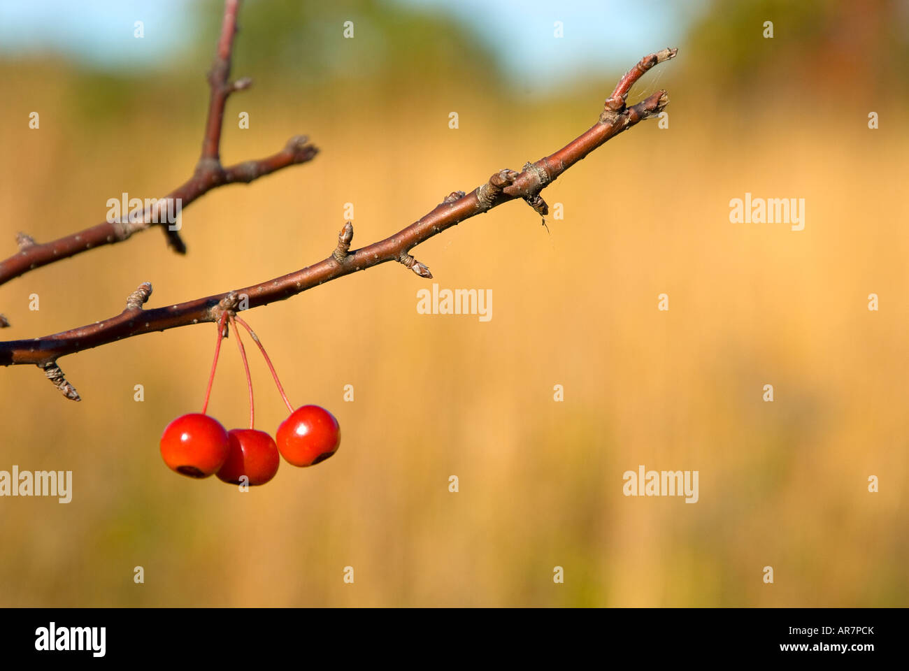 Marsh berries hi-res stock photography and images - Alamy