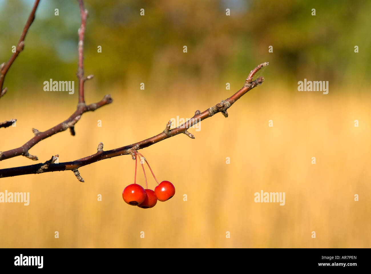 Marsh berries hi-res stock photography and images - Alamy