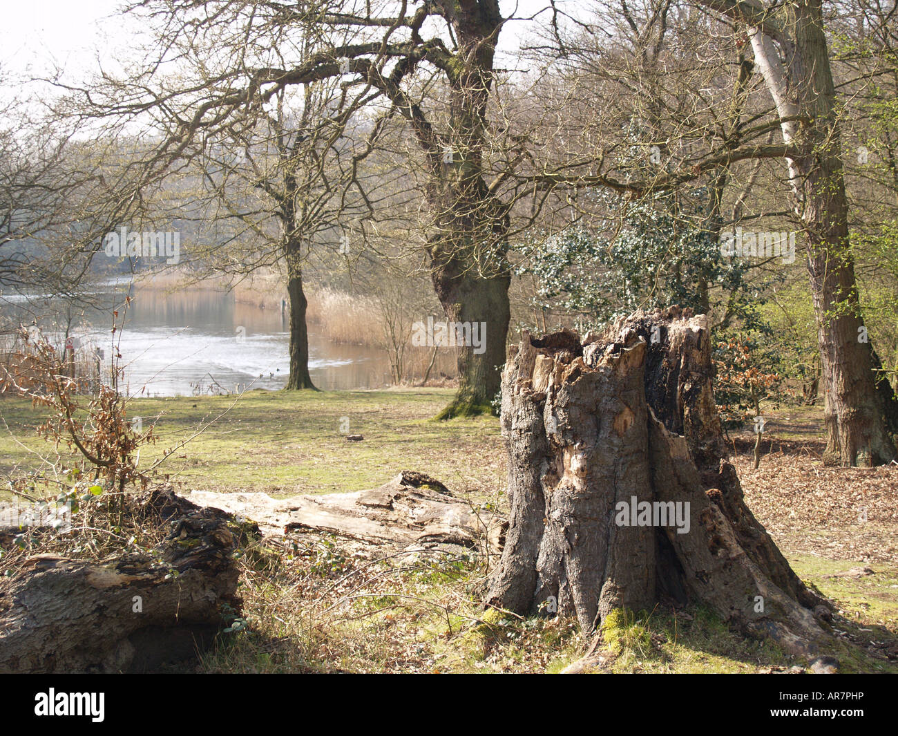 old ancient trees winter lake epping forest wood Stock Photo - Alamy