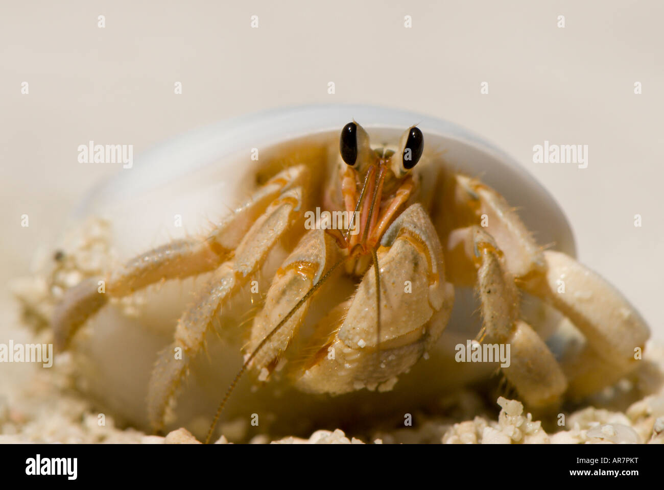 Crab with pincers hi-res stock photography and images - Alamy