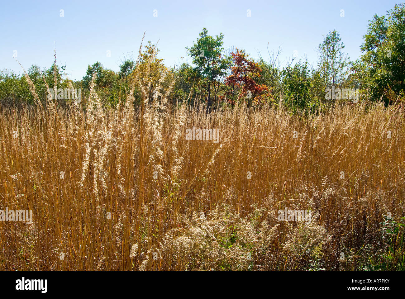 Stargrass hi-res stock photography and images - Alamy