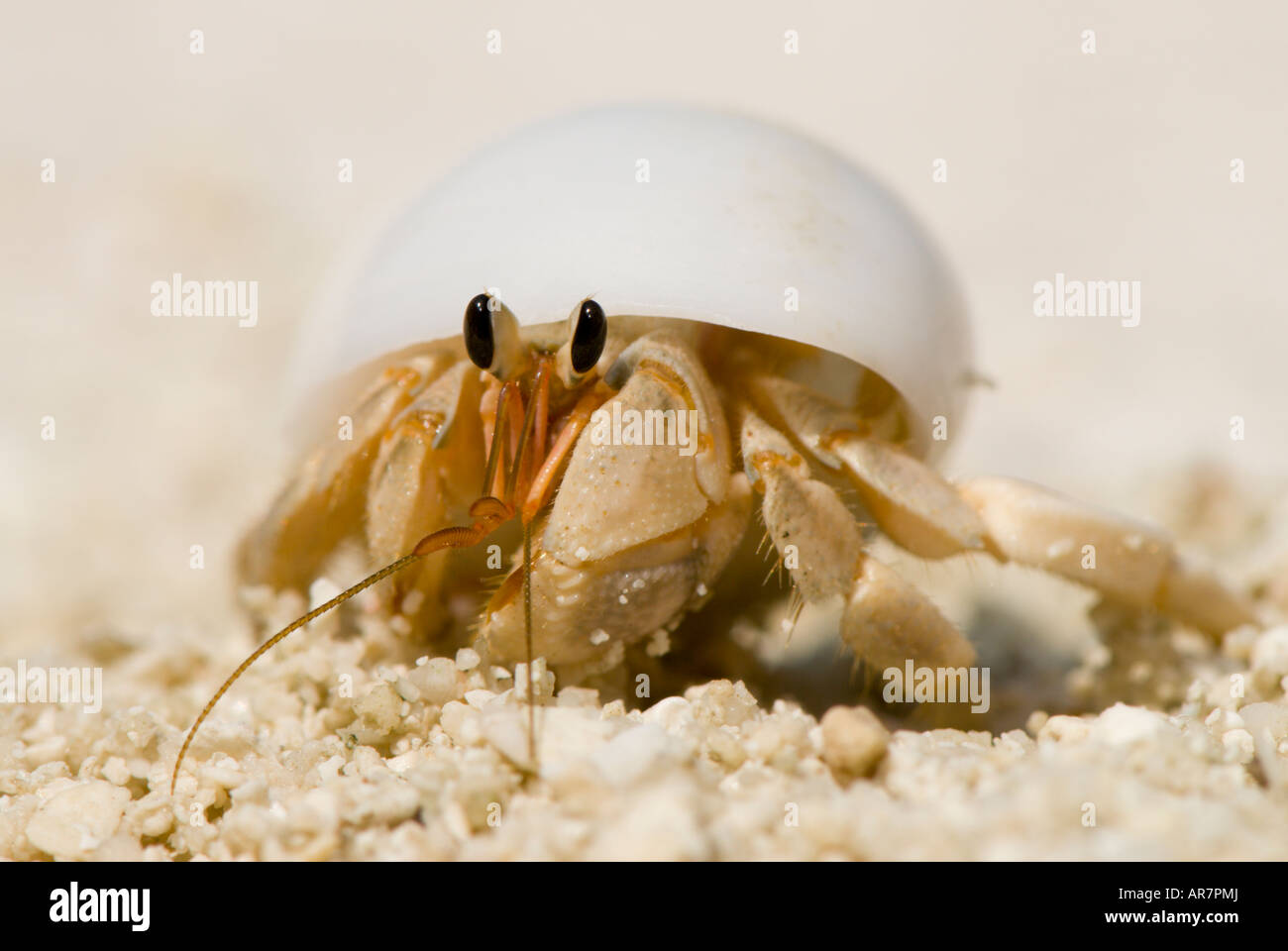 Crab with pincers hi-res stock photography and images - Alamy