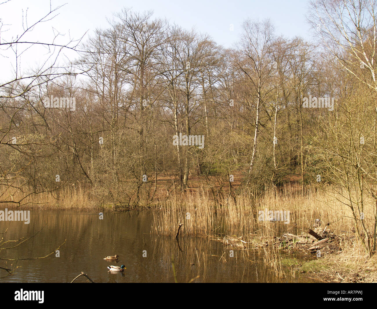 old ancient trees winter lake epping forest Stock Photo - Alamy