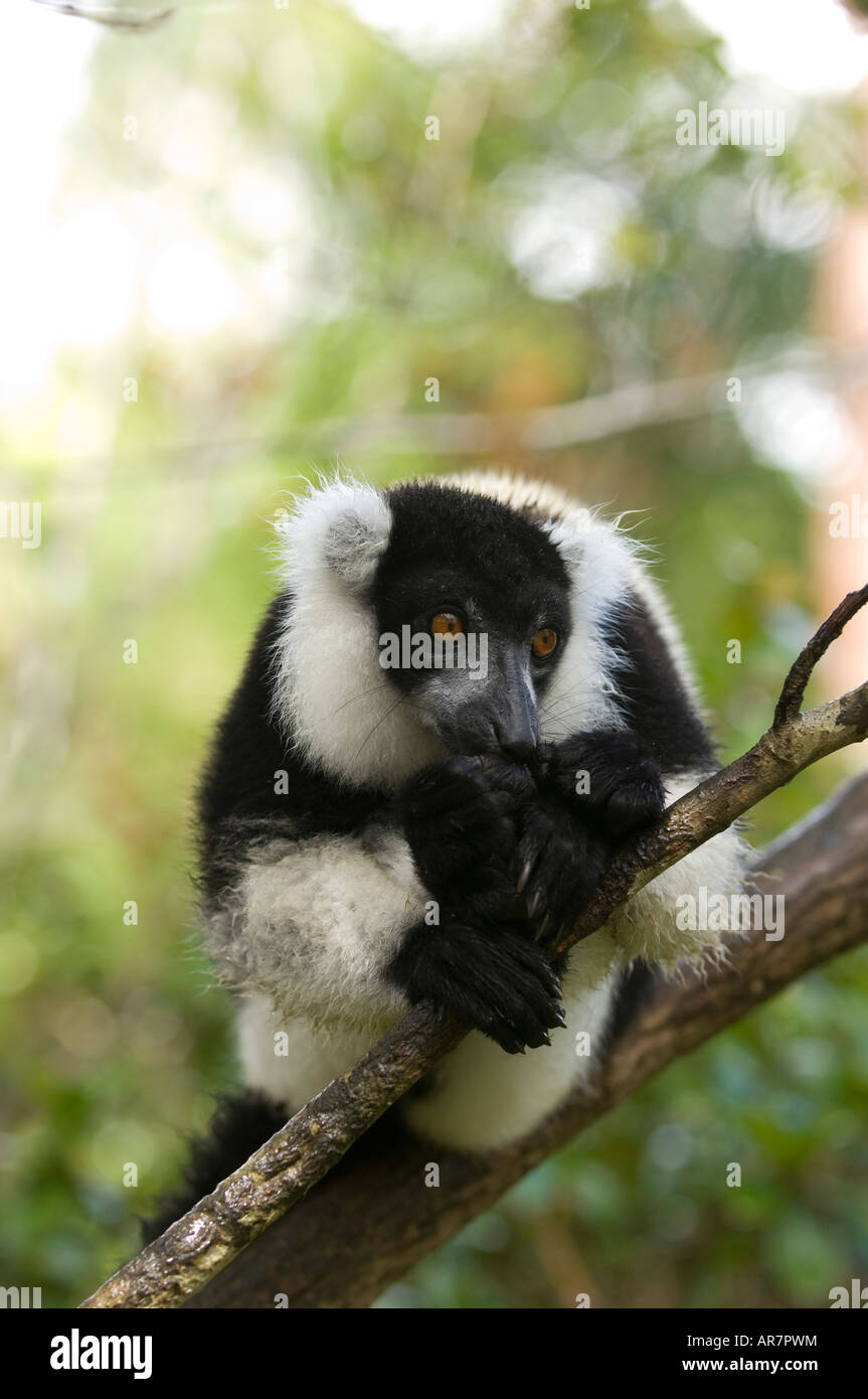 White-belted black and white ruffed lemur, Vakona Forest Reserve ...