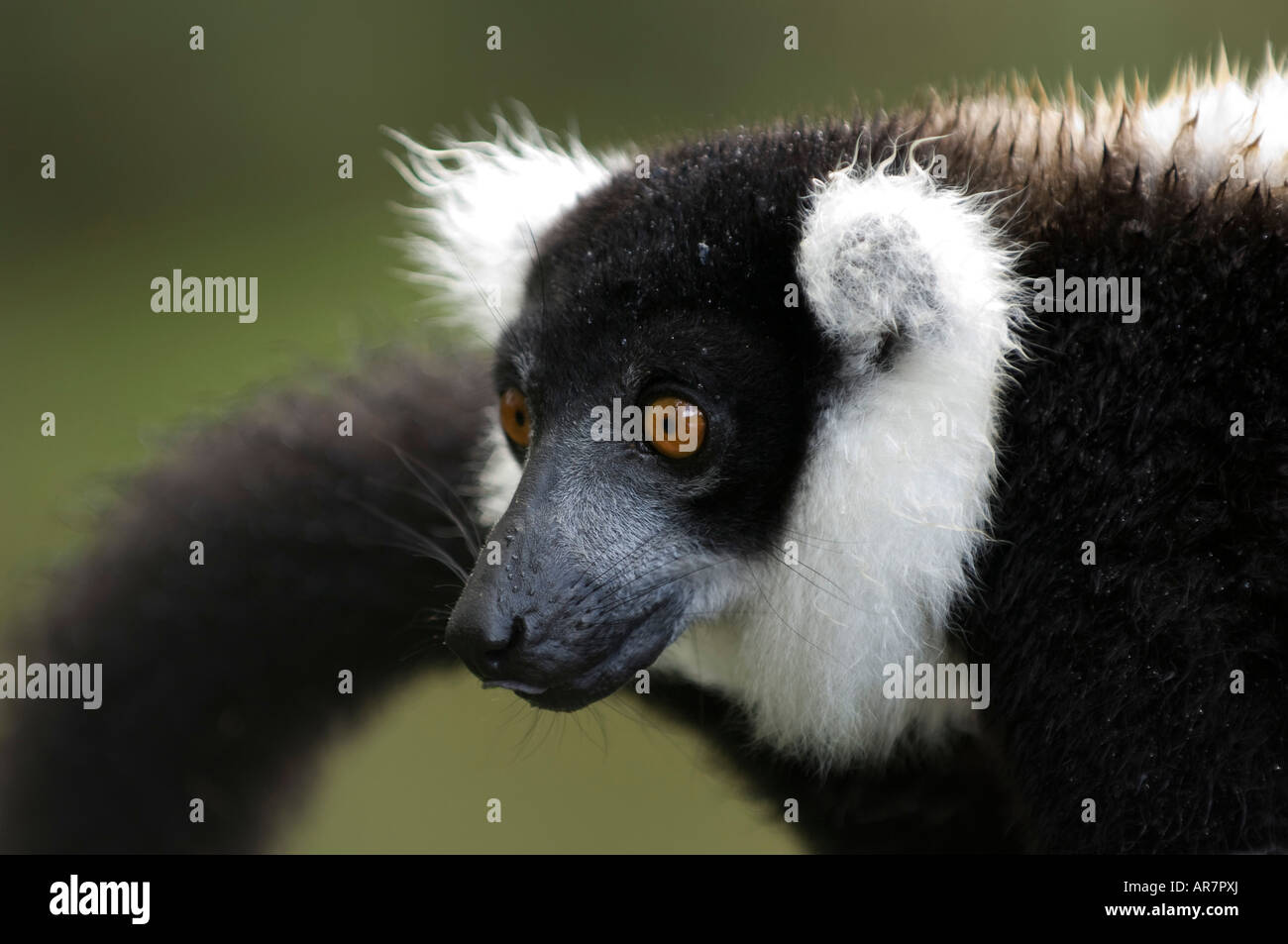 White-belted black and white ruffed lemur, Vakona Forest Reserve ...
