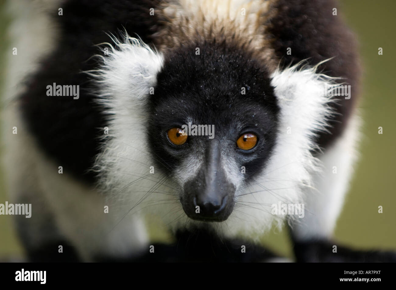 White-belted black and white ruffed lemur, Vakona Forest Reserve ...