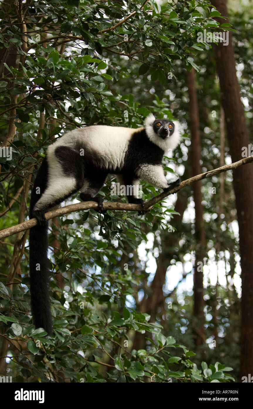 White-belted black and white ruffed lemur, Vakona Forest Reserve ...