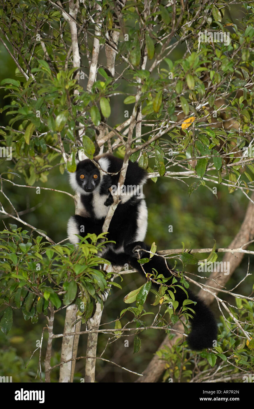 White-belted black and white ruffed lemur, Vakona Forest Reserve ...