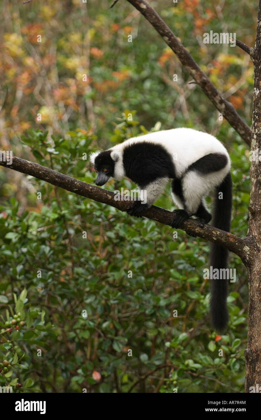 White-belted black and white ruffed lemur, Vakona Forest Reserve ...