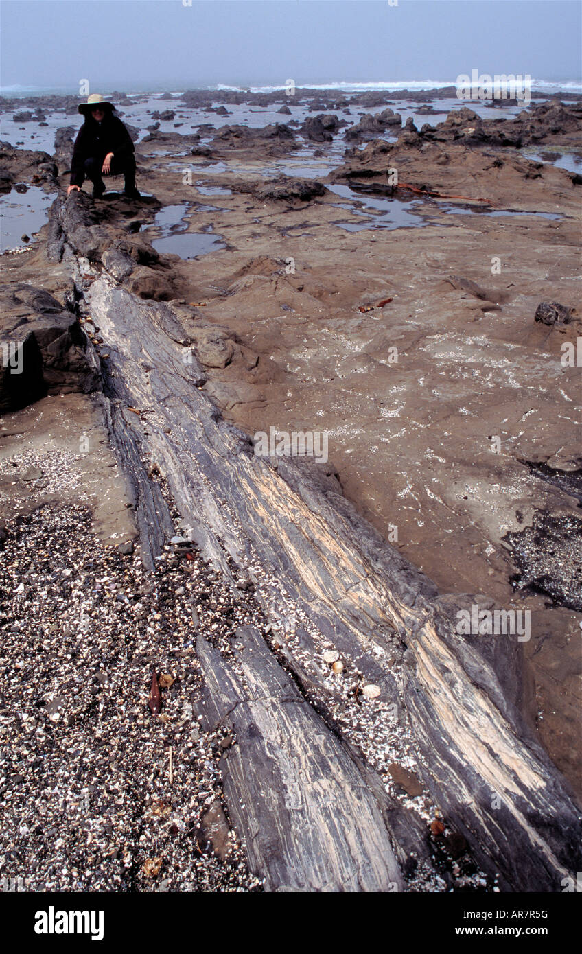 Fossilized trees on beach, The Catlins, New Zealand Stock Photo - Alamy