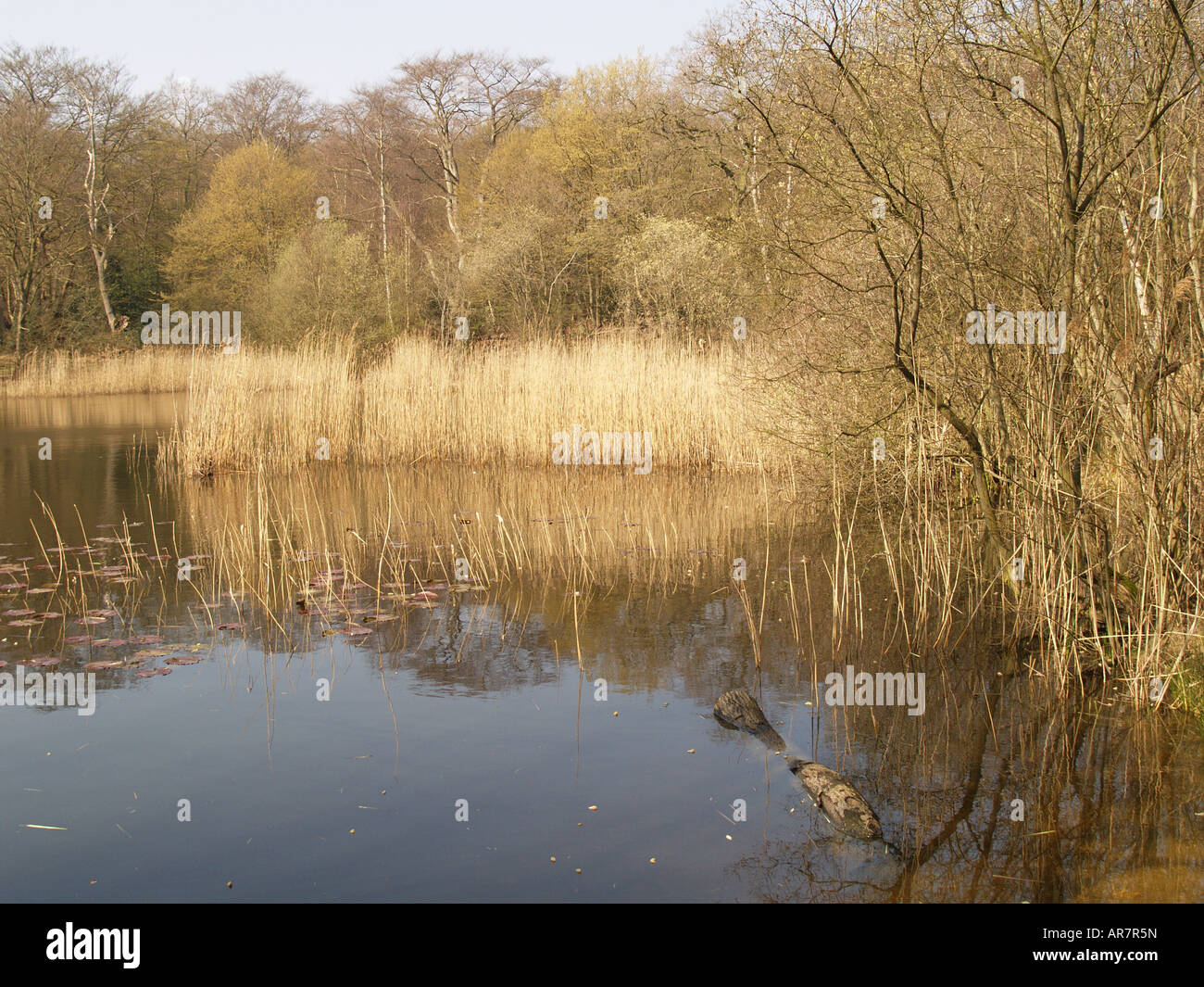 old ancient trees winter lake epping forest Stock Photo - Alamy