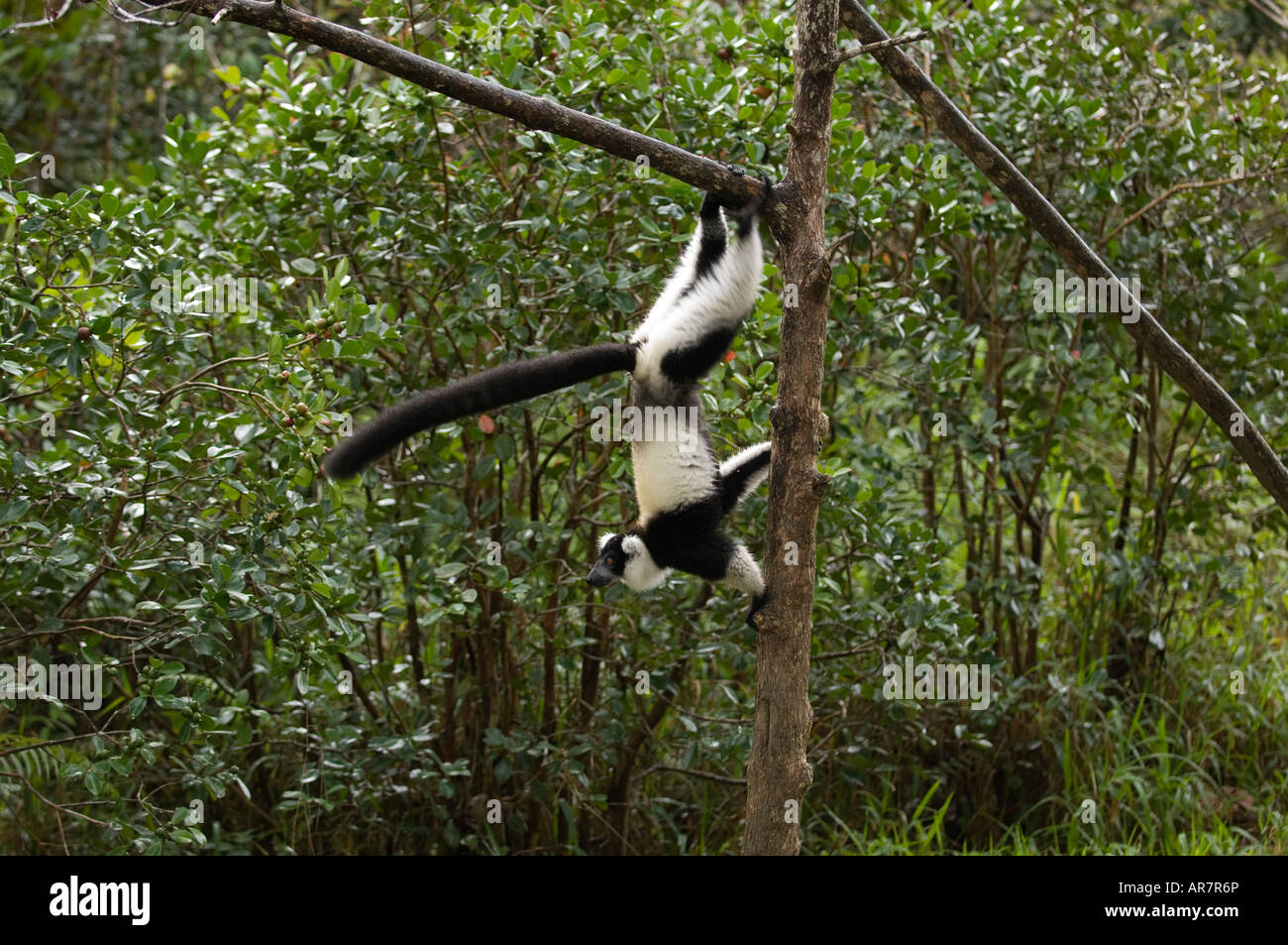 White-belted black and white ruffed lemur, Vakona Forest Reserve ...