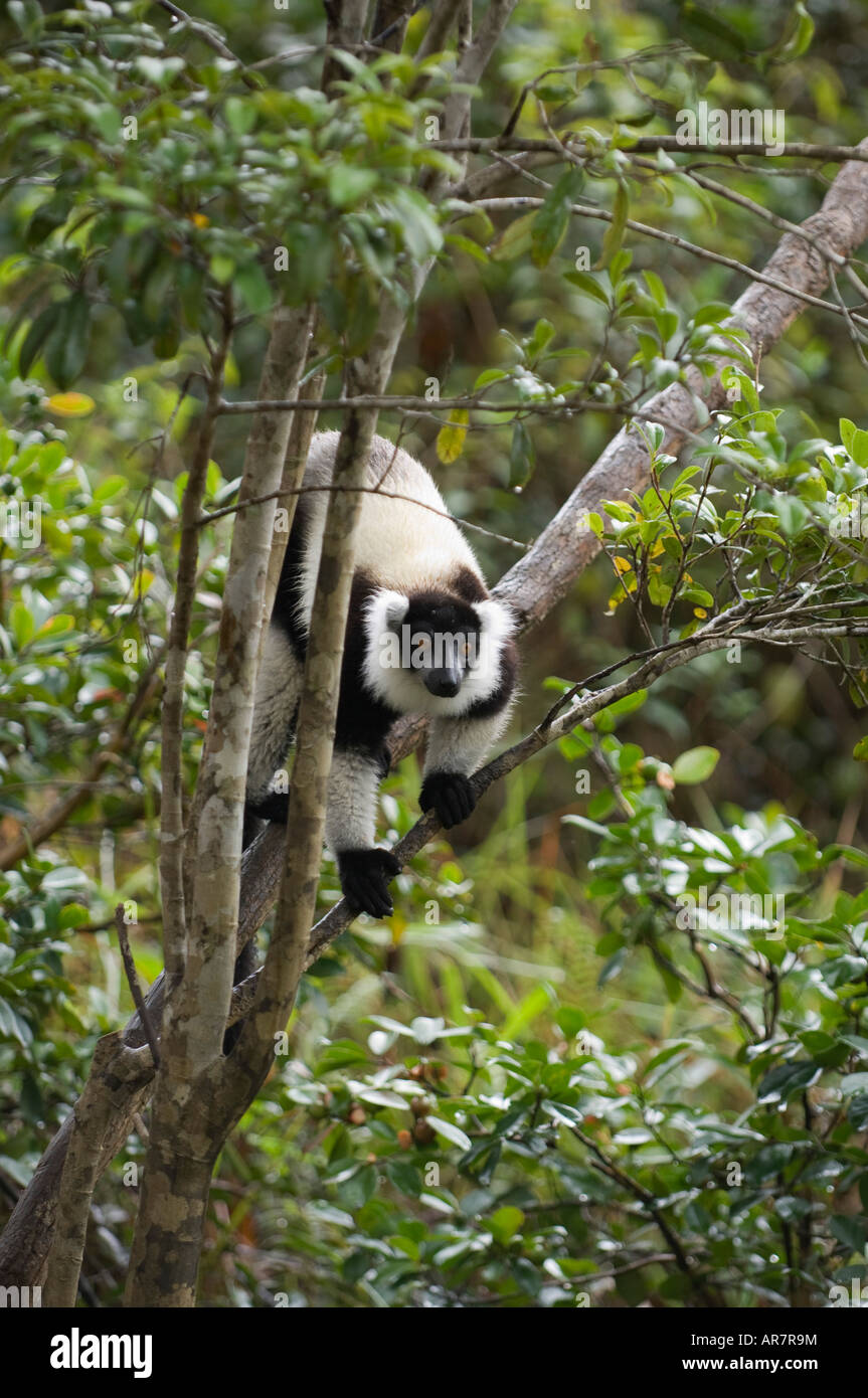 White belted ruffed lemur hi-res stock photography and images - Alamy