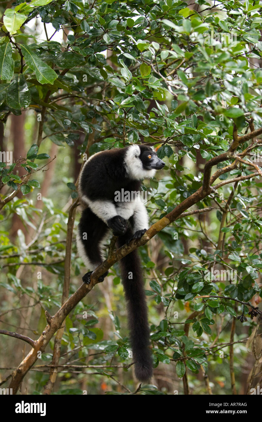 White belted black and white ruffed lemur hi-res stock photography and ...