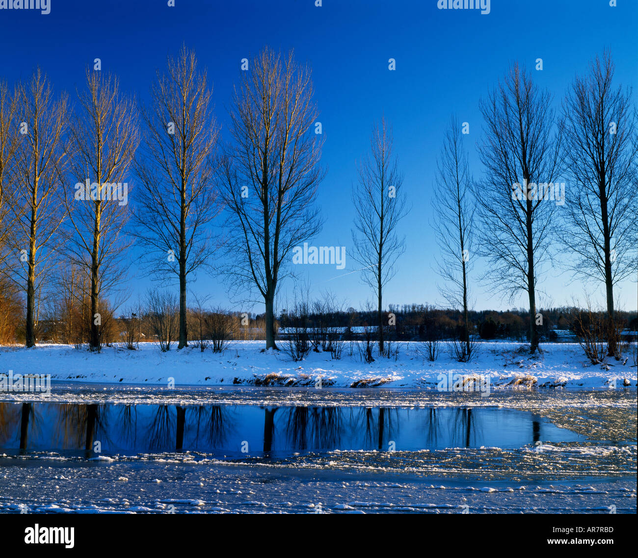Poplar trees on The River Teviot Stock Photo - Alamy